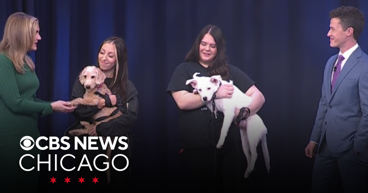 Meet Yvette and Jasper Wright Way Rescue - CBS Chicago