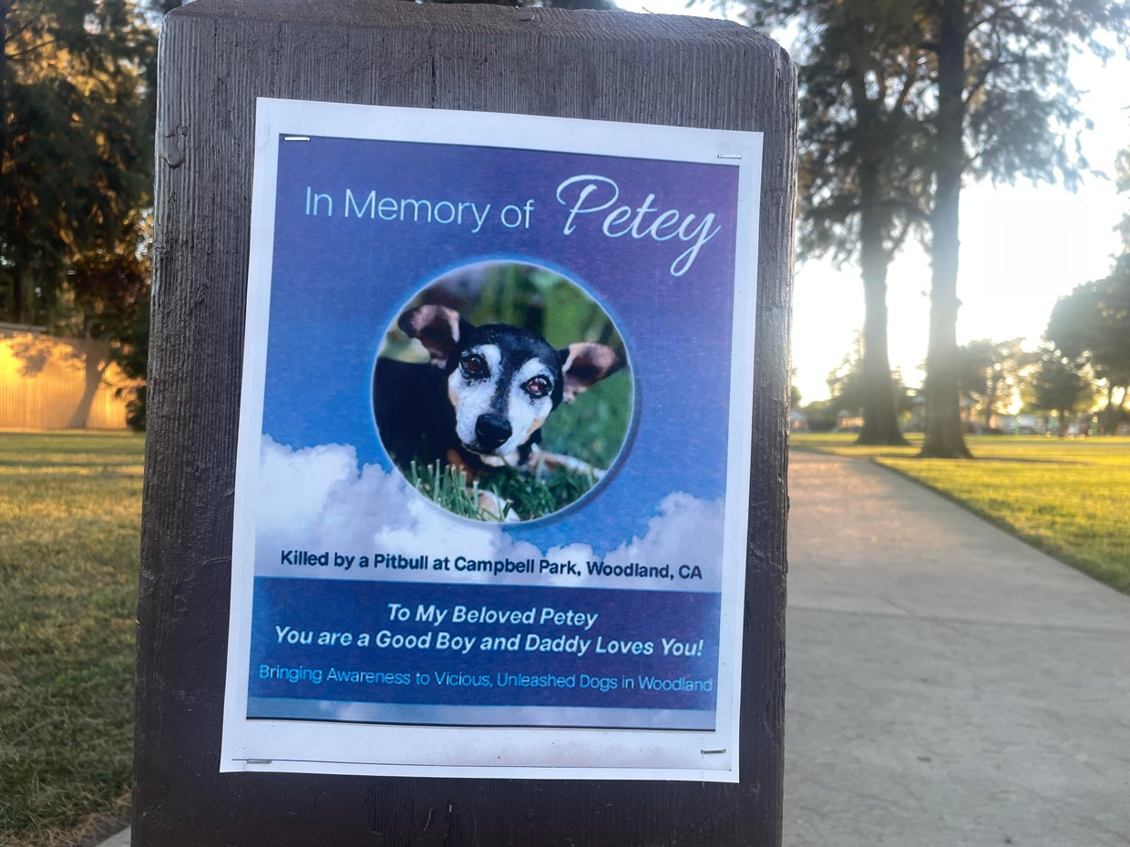 14-year-old dog mauled to death at Woodland park by loose dog, criminal ...