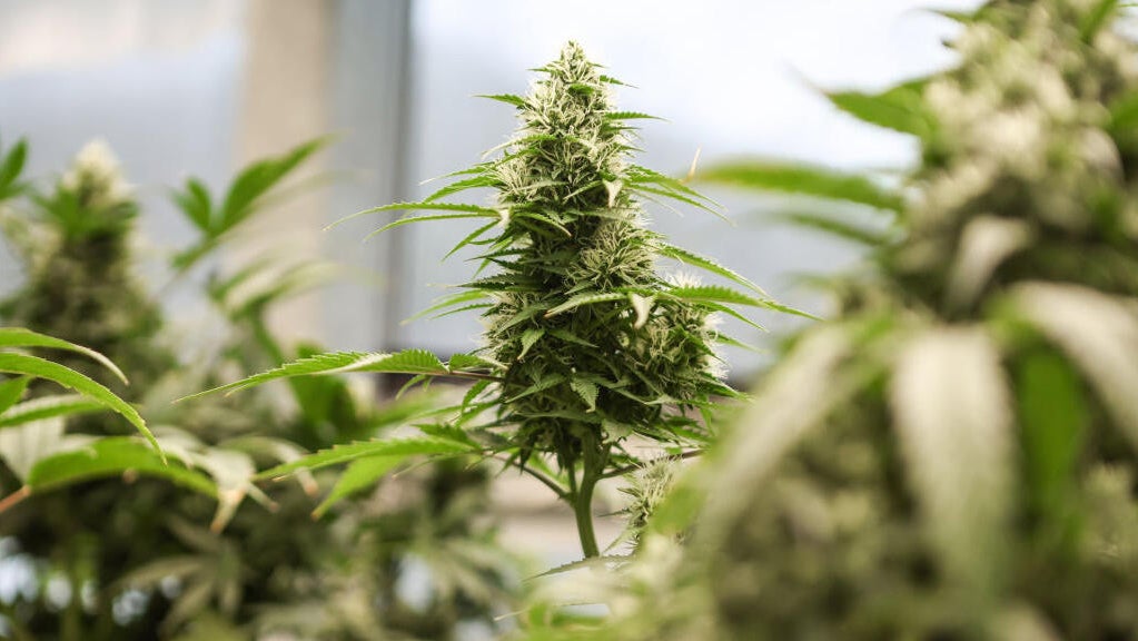 Lawmakers approve removing THC limits for Georgia's medical marijuana ...