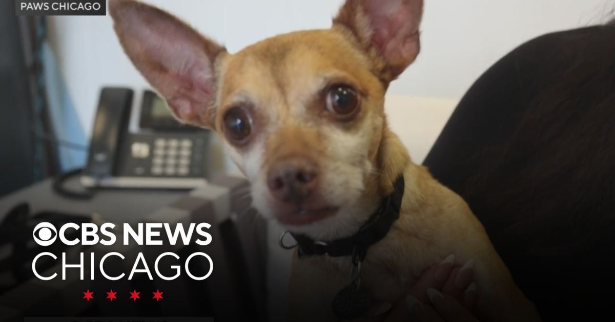 PAWS Pet of the Week: Elliot - CBS Chicago