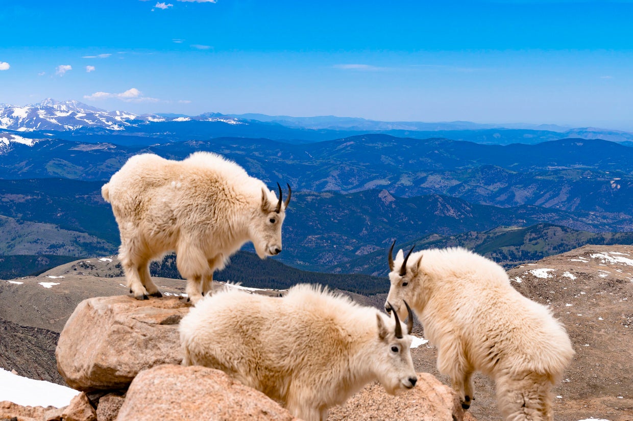 Colorado's Mount Blue Sky Scenic Byway reopens to visitors over ...