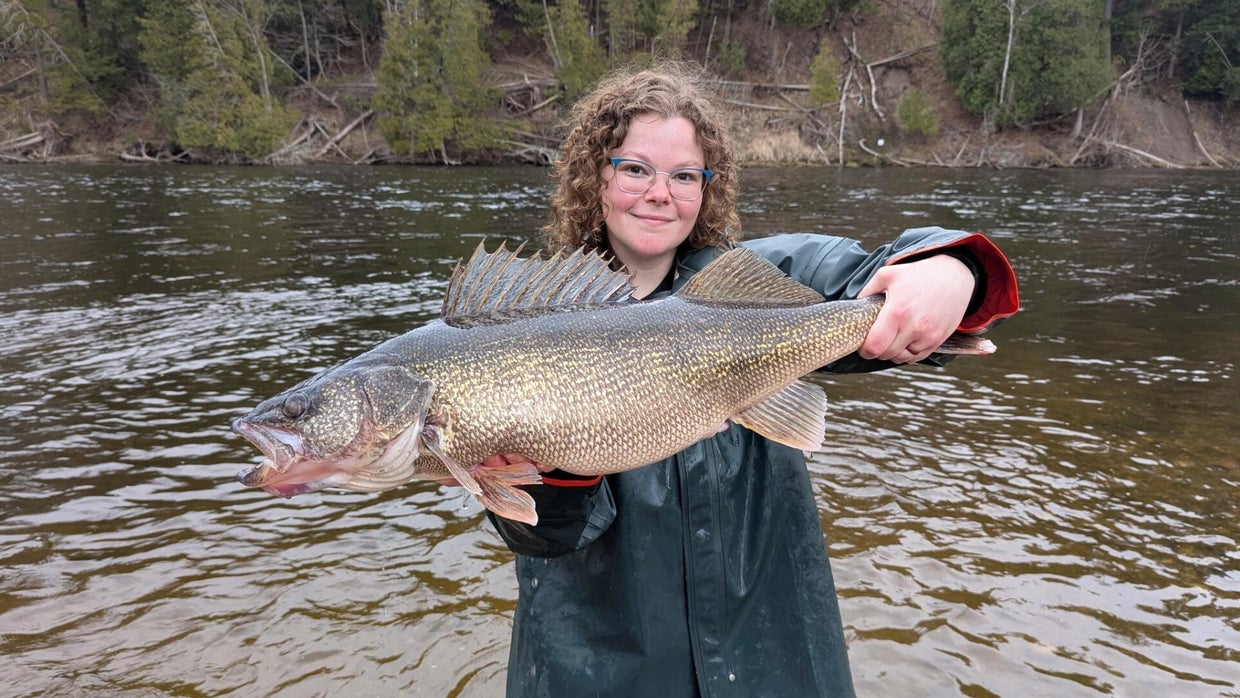 Michigan DNR reports finding 15-pound walleye in Muskegon River - CBS ...