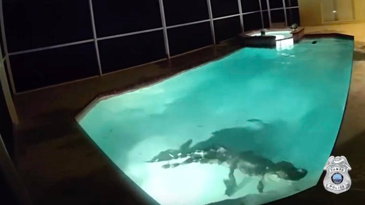 Hissing alligator removed from Florida pool after family thought ...