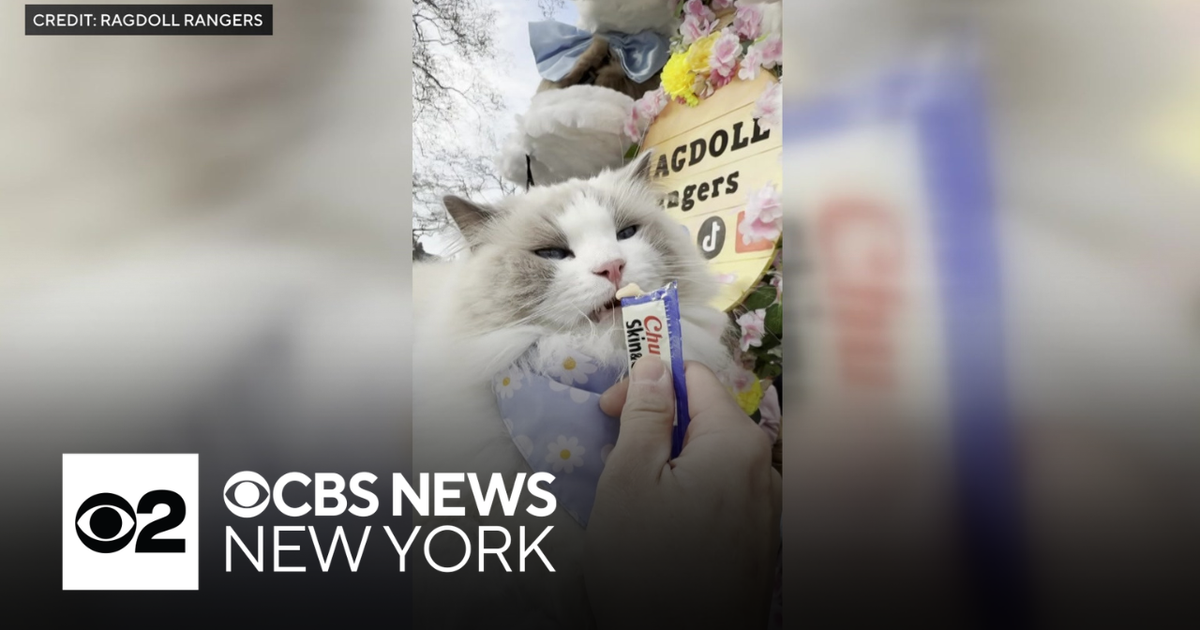 Pet owners put on a show at NYC's 2nd annual cat parade - CBS New York