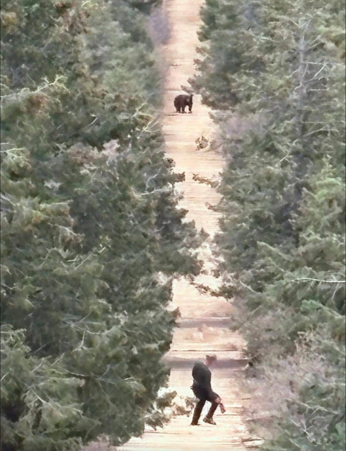 Sightings increase in Colorado as hungry bears end hibernation early ...