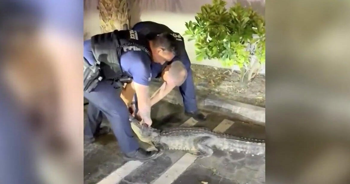 Video shows South Florida police officers wrangling alligator found in ...