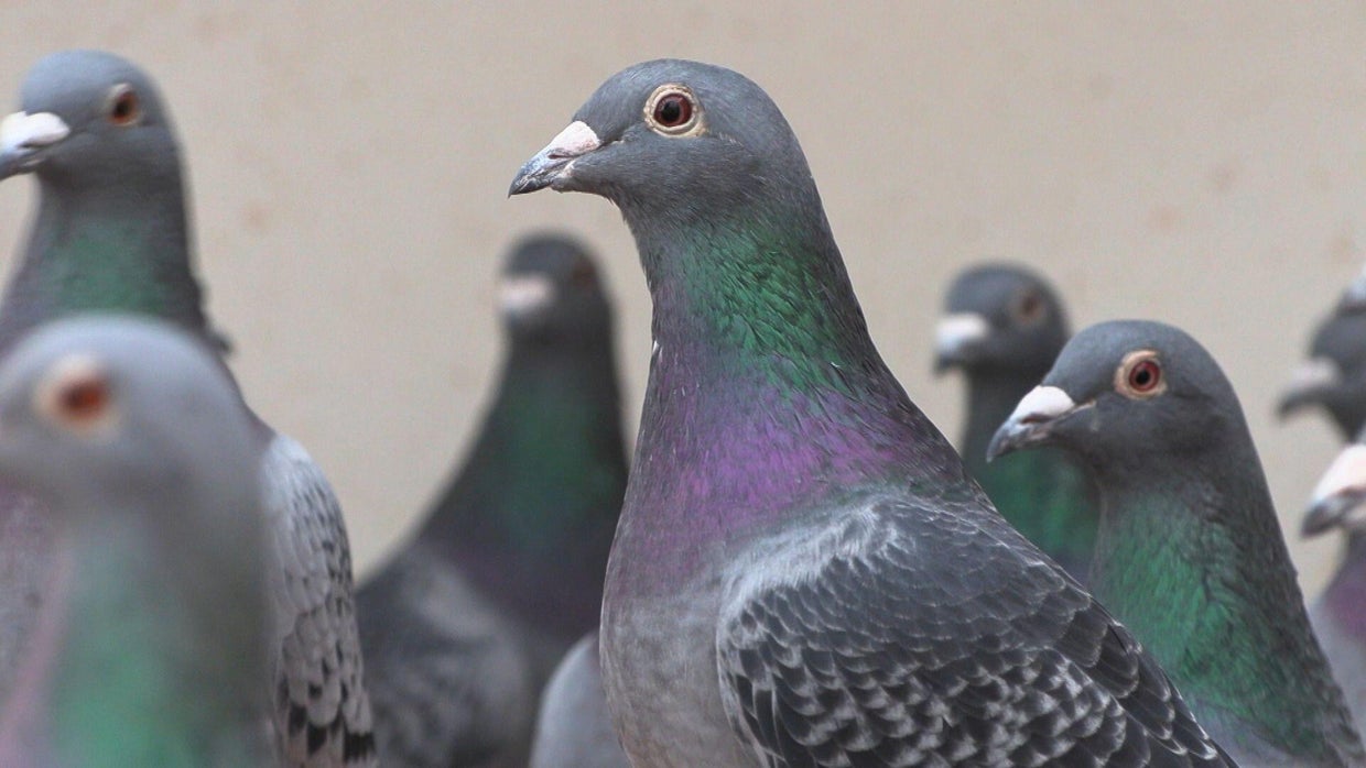 The Pigeon Mafia: International criminal networks are stealing high ...