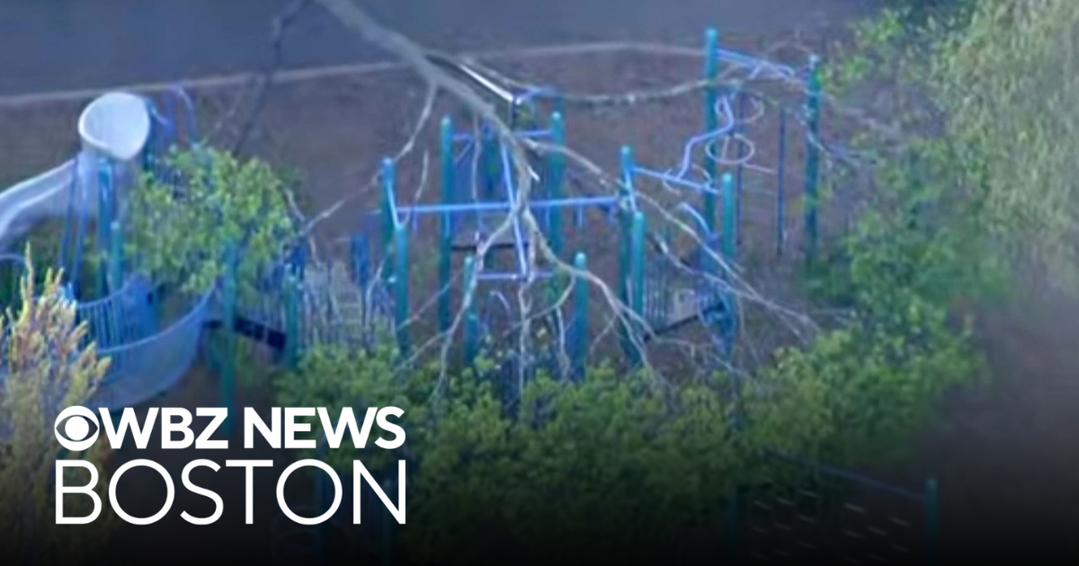 Falling tree injured 2 children, adult at Melrose school playground ...