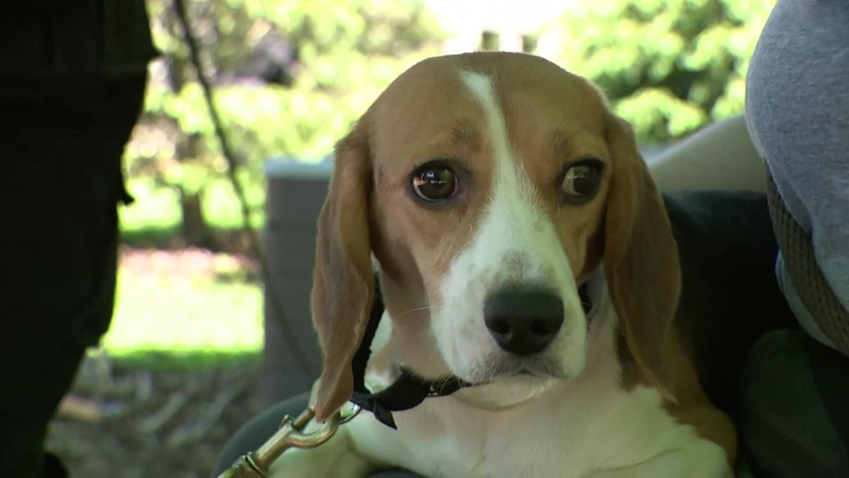 Westchester County animal shelter takes in beagles rescued from ...
