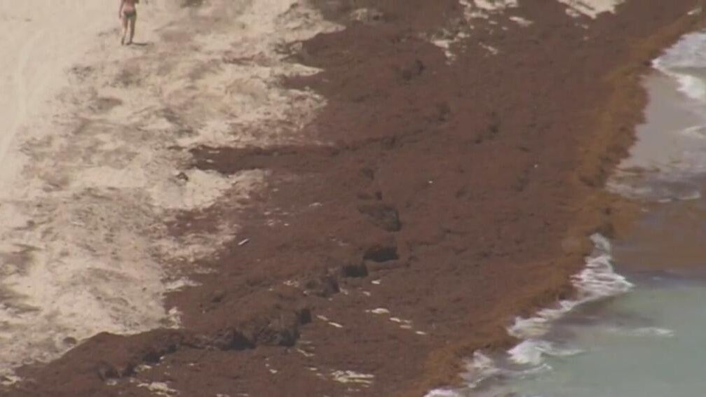Sargassum seaweed piling up on South Florida beaches as NOAA ramps up ...