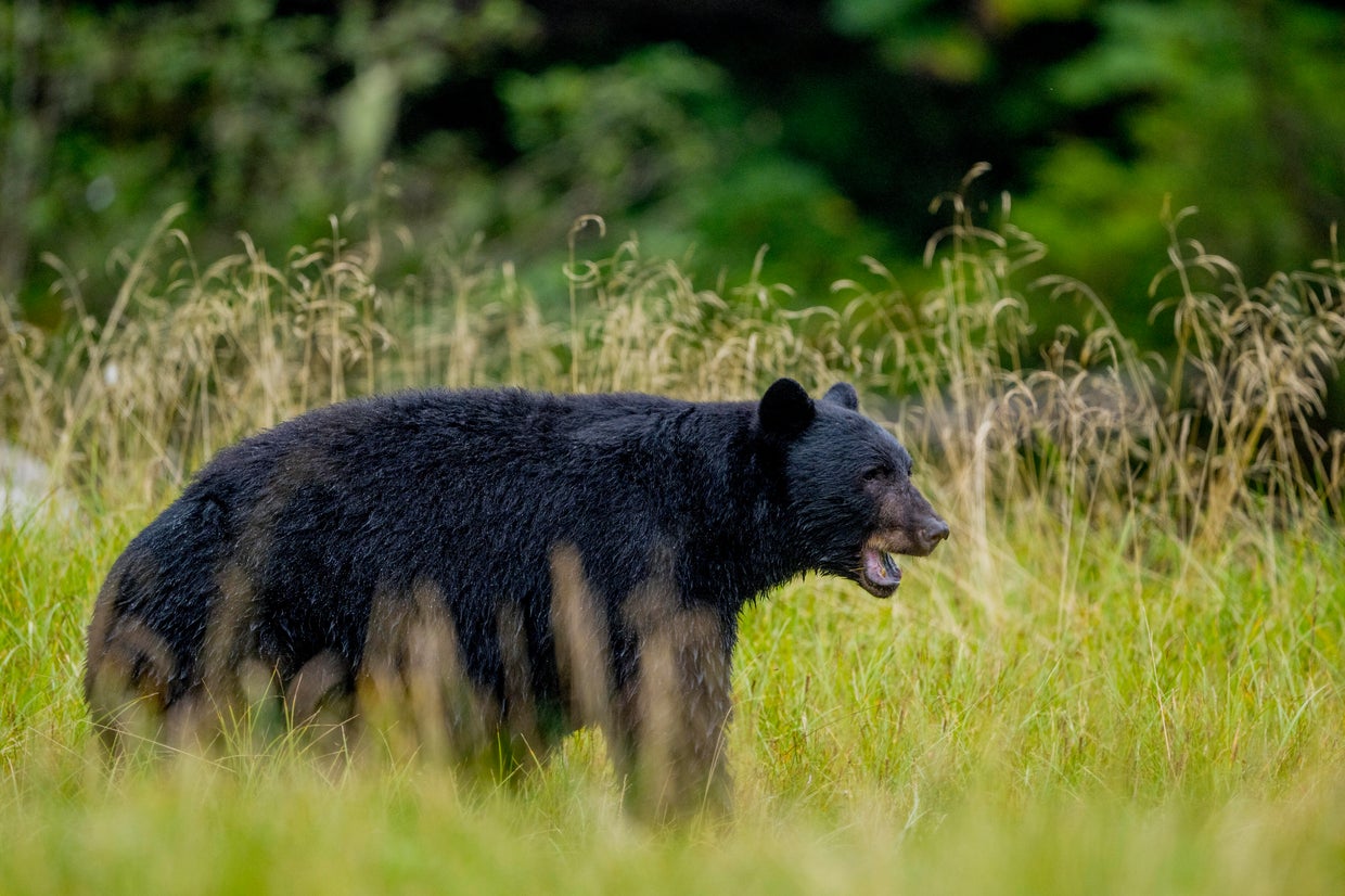 Bear kills worker at uranium mining company's facility in Canada ...