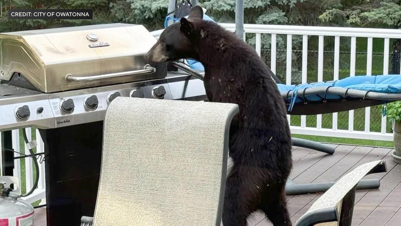 Black Bear news - Today’s latest updates - CBS Minnesota
