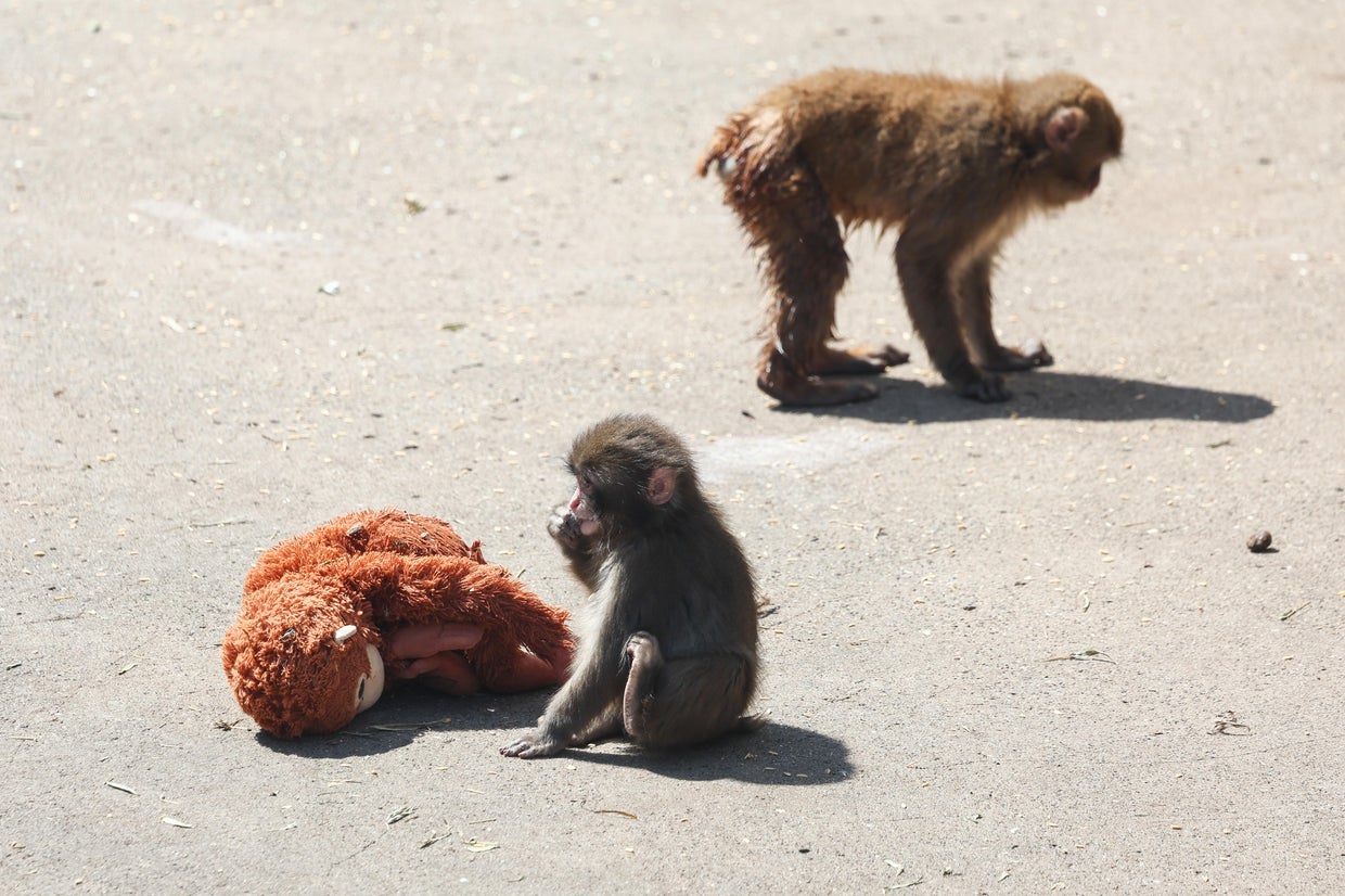 2 Americans arrested over stunt at viral baby monkey Punch’s zoo in ...