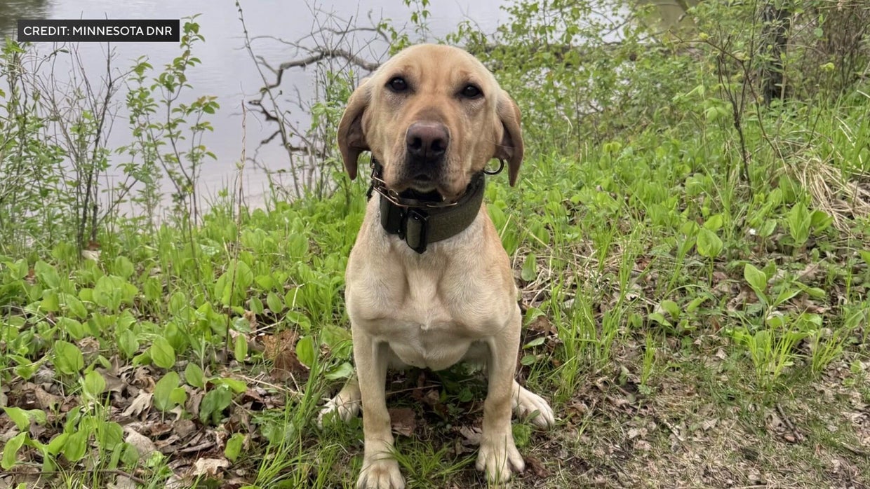 Minnesota Department of Natural Resources using K-9 to help prevent ...