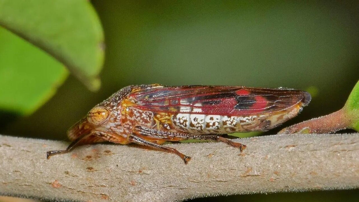 Invasive pest found on Costco plants a threat to California Wine ...