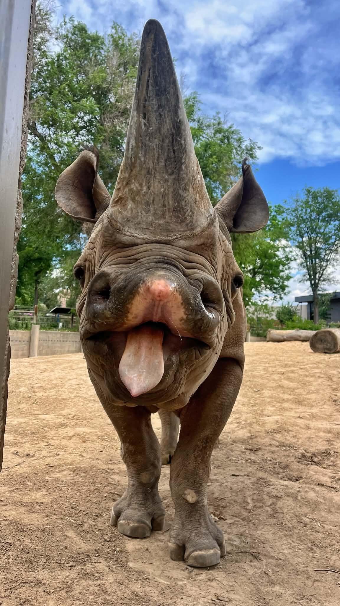 Denver Zoo says goodbye to beloved black rhino, Rudy - CBS Colorado