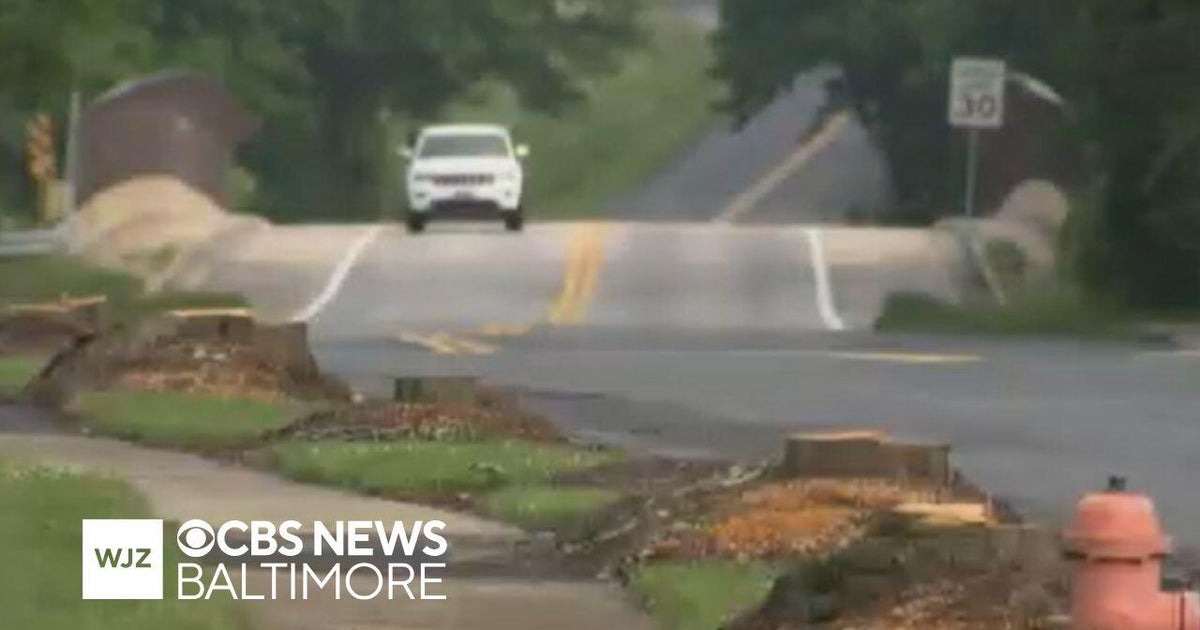 Baltimore County residents disappointed by cherry blossom tree removals ...