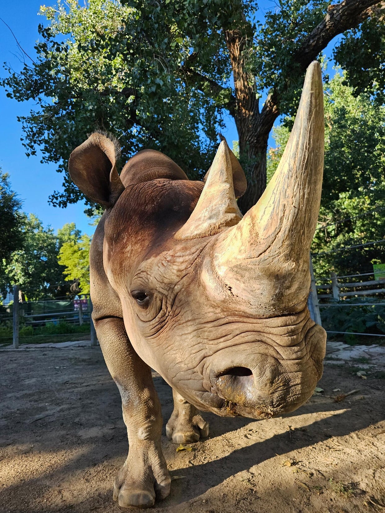 Denver zoo says goodbye to beloved black rhino, Rudy - CBS Colorado