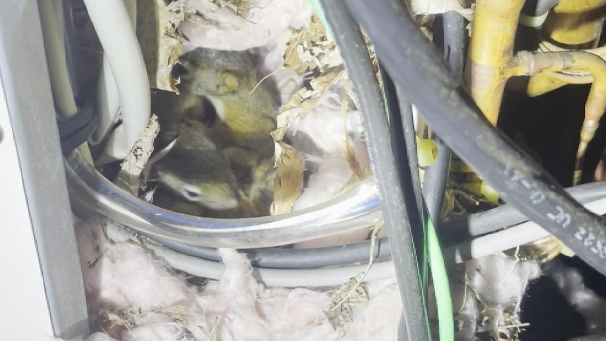 Why a Massachusetts HVAC company says rodent issues are becoming more ...