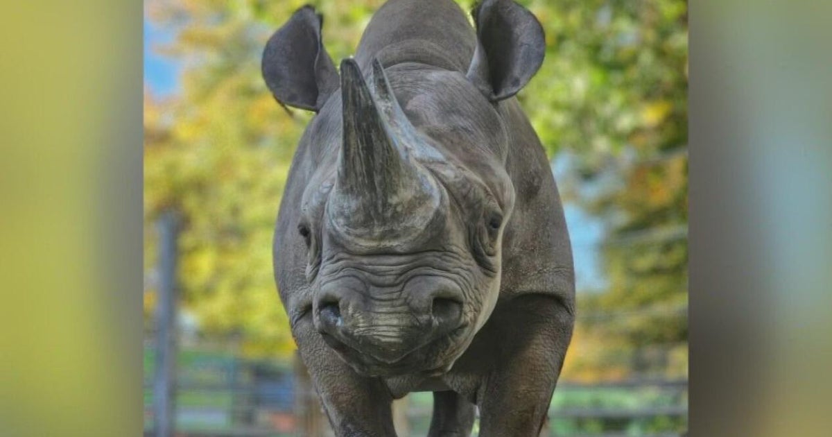 Denver Zoo says goodbye to beloved black rhino, Rudy - CBS Colorado