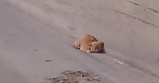 Cat rescued from side of Lodge Freeway - CBS Detroit