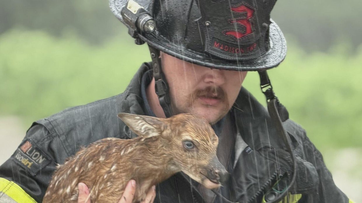 Video shows Indiana fire department rescuing baby deer from flooding ...