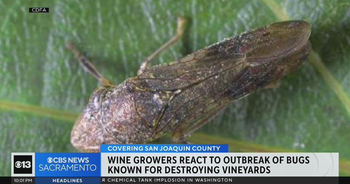 Lodi wine grower speaks on invasive bug detected in California - CBS ...