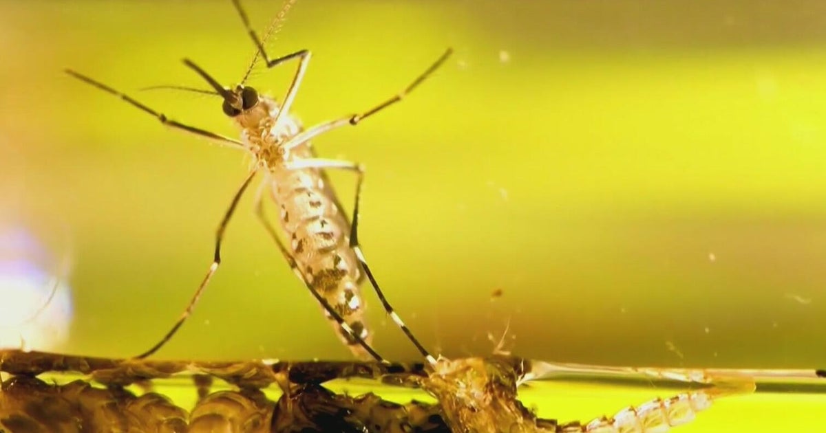 Google plans to release 32 million mosquitoes in bid to fight disease ...