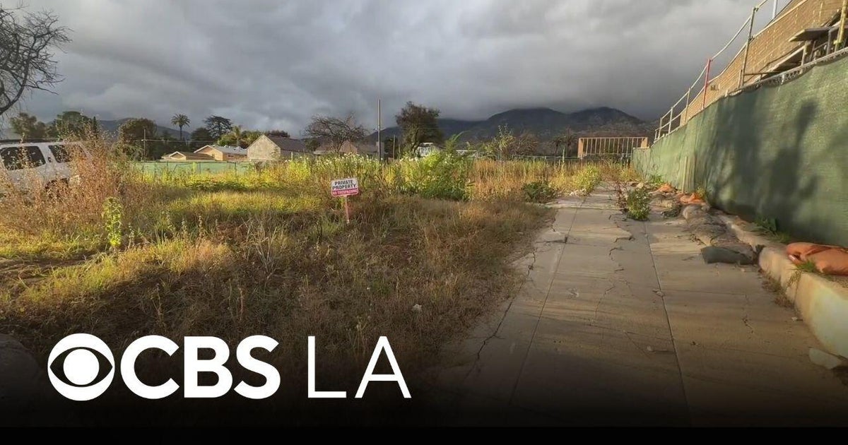 Flowers and trees return to LA County burn scar areas - CBS Los Angeles