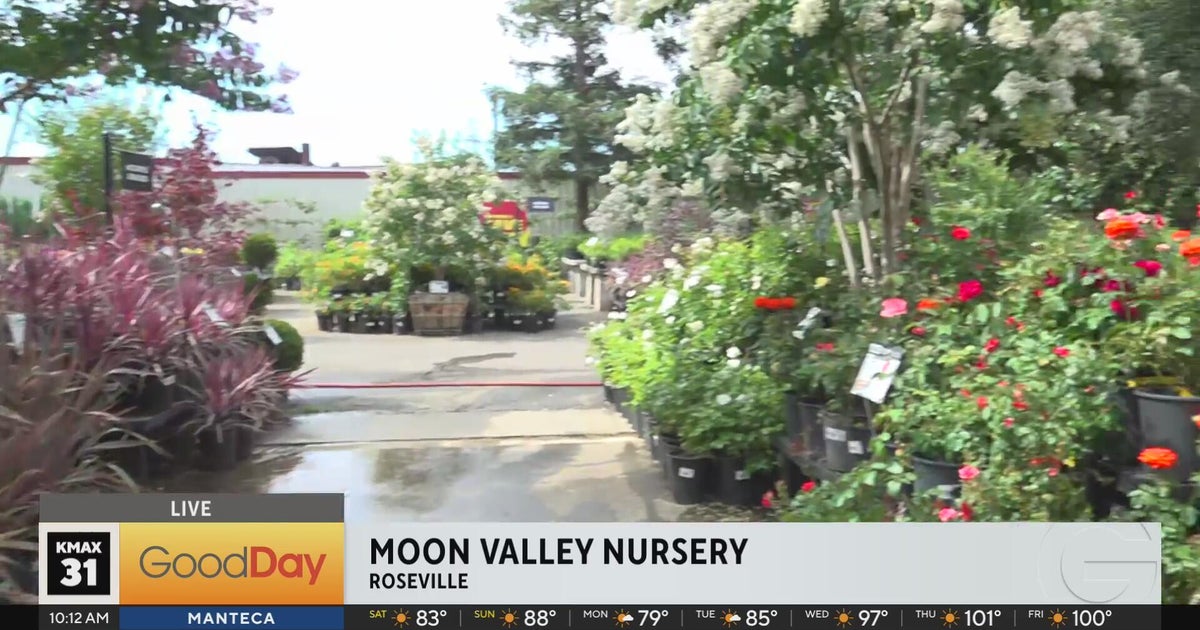 Moon Valley Nursery has everything from nursery plants to unique yard ...
