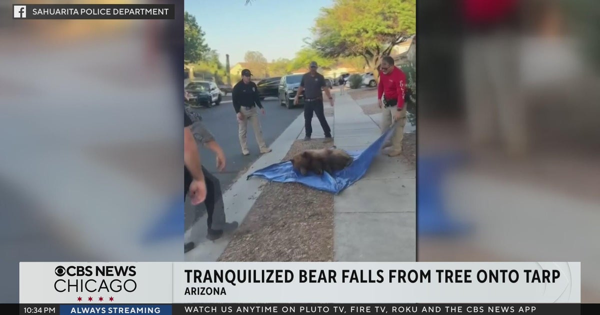 Tranquilized bear caught in trap after falling from tree in Arizona ...