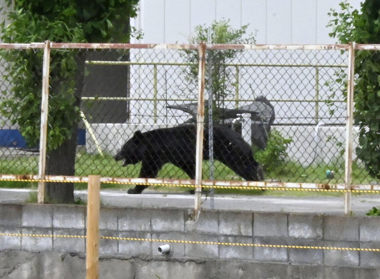 Bear that caused panic and nearly 100 school closures captured north of ...