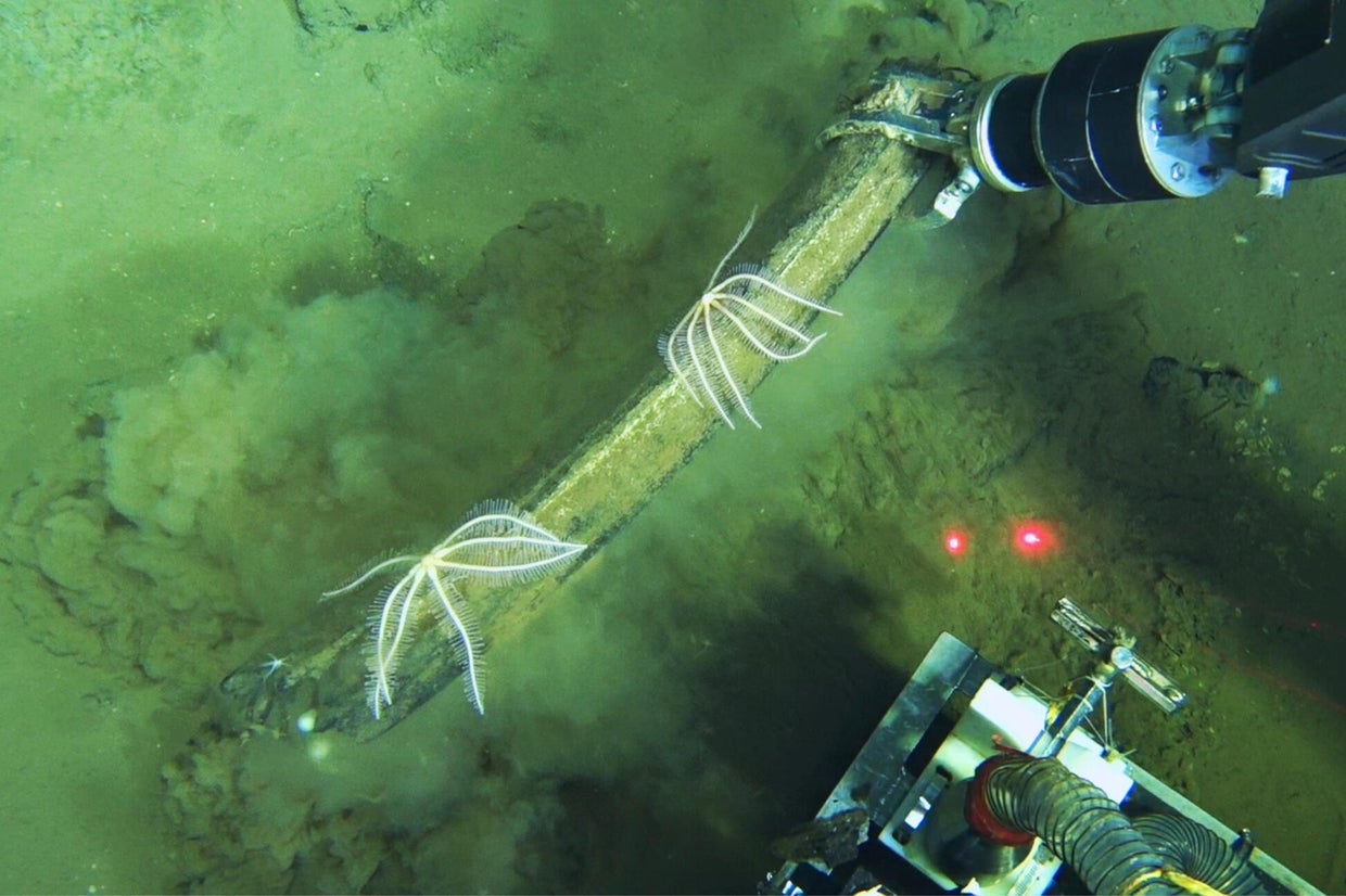 World’s largest whale graveyard found by sub at bottom of ocean | WGHN
