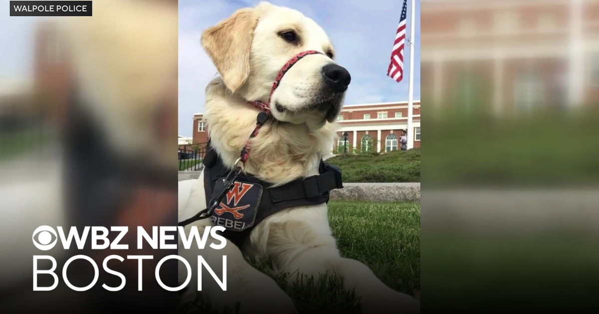 Walpole community resource dog dies after being struck by cruiser - CBS ...