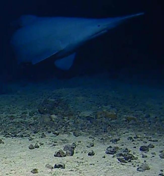Goblin shark seen alive in natural deep-sea habitat for the first time ...