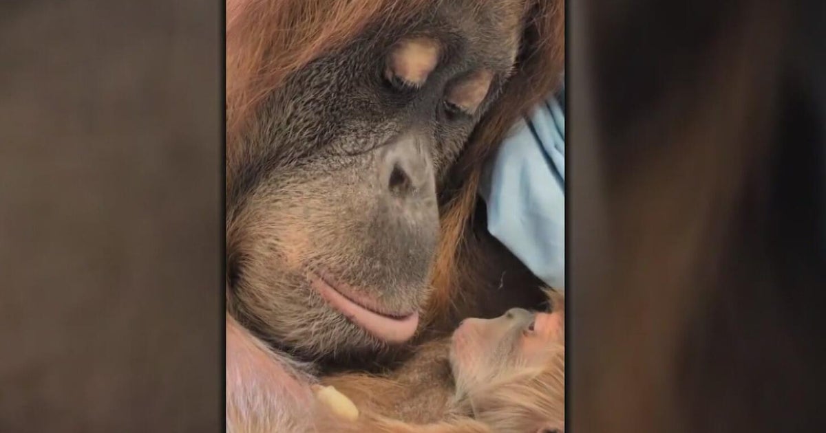 The Denver Zoo Conservation Alliance welcomes a baby orangutan and ...