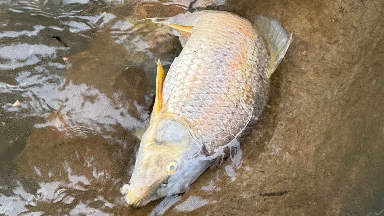 Atlanta opening independent probe into massive fish kill in ...