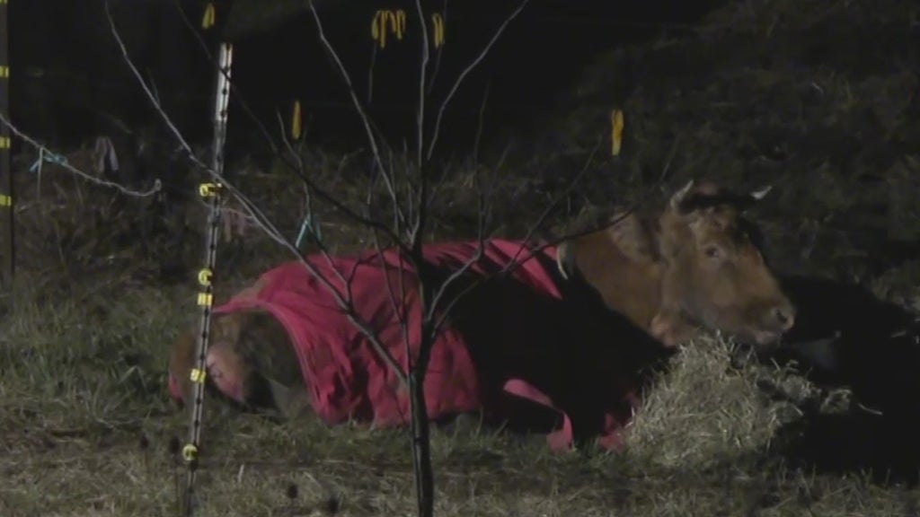Animal Rescue Team Saves Cow Stuck In Mud In Penn Township - CBS Pittsburgh